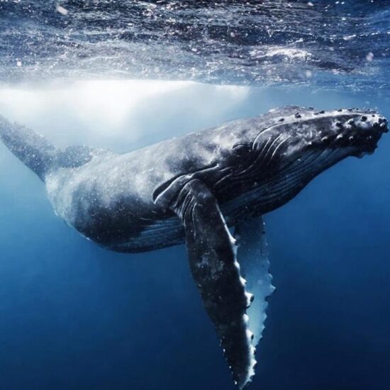 Onrus Caravan Park | Hermanus Tourism