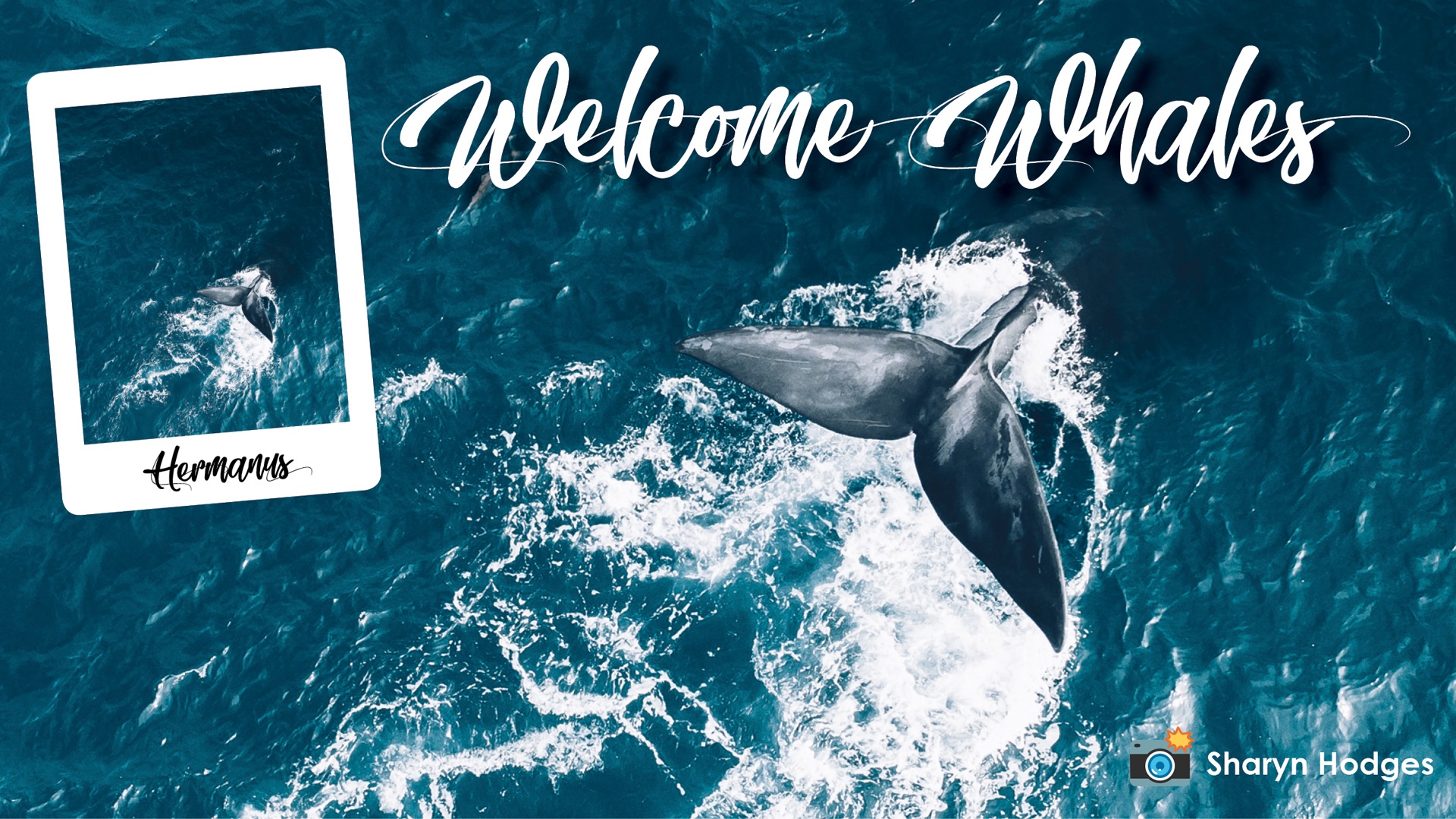 Home | Hermanus Tourism