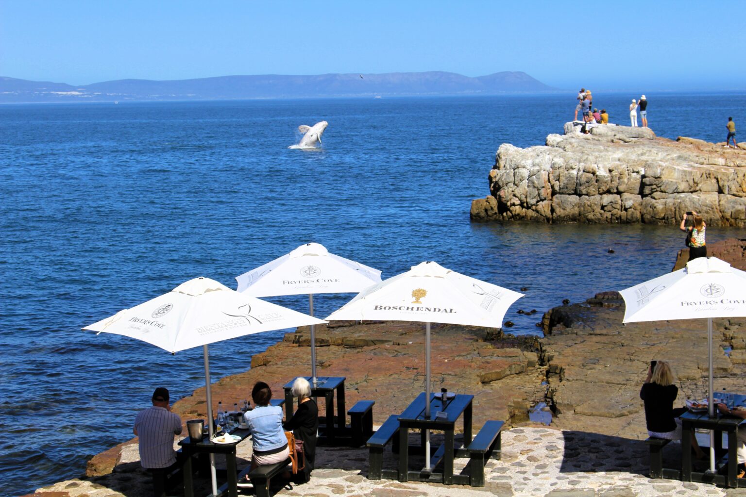 Restaurants | Hermanus Tourism