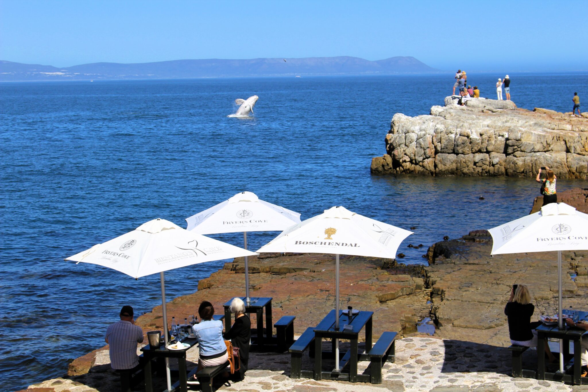Restaurants | Hermanus Tourism