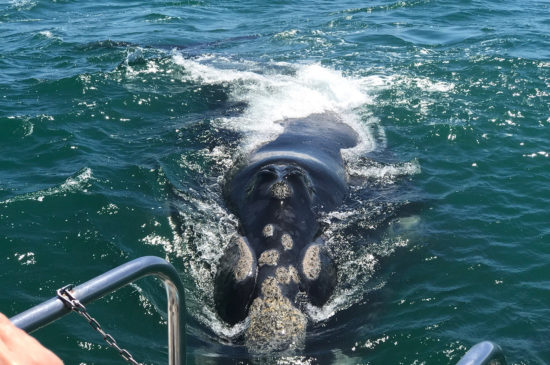 Whale and shark viewing | Hermanus Tourism