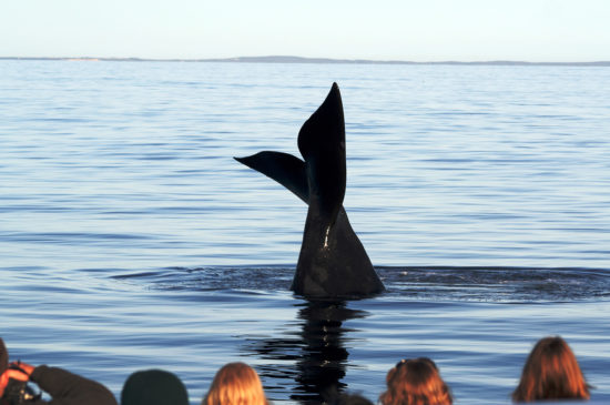 Whale and shark viewing | Hermanus Tourism