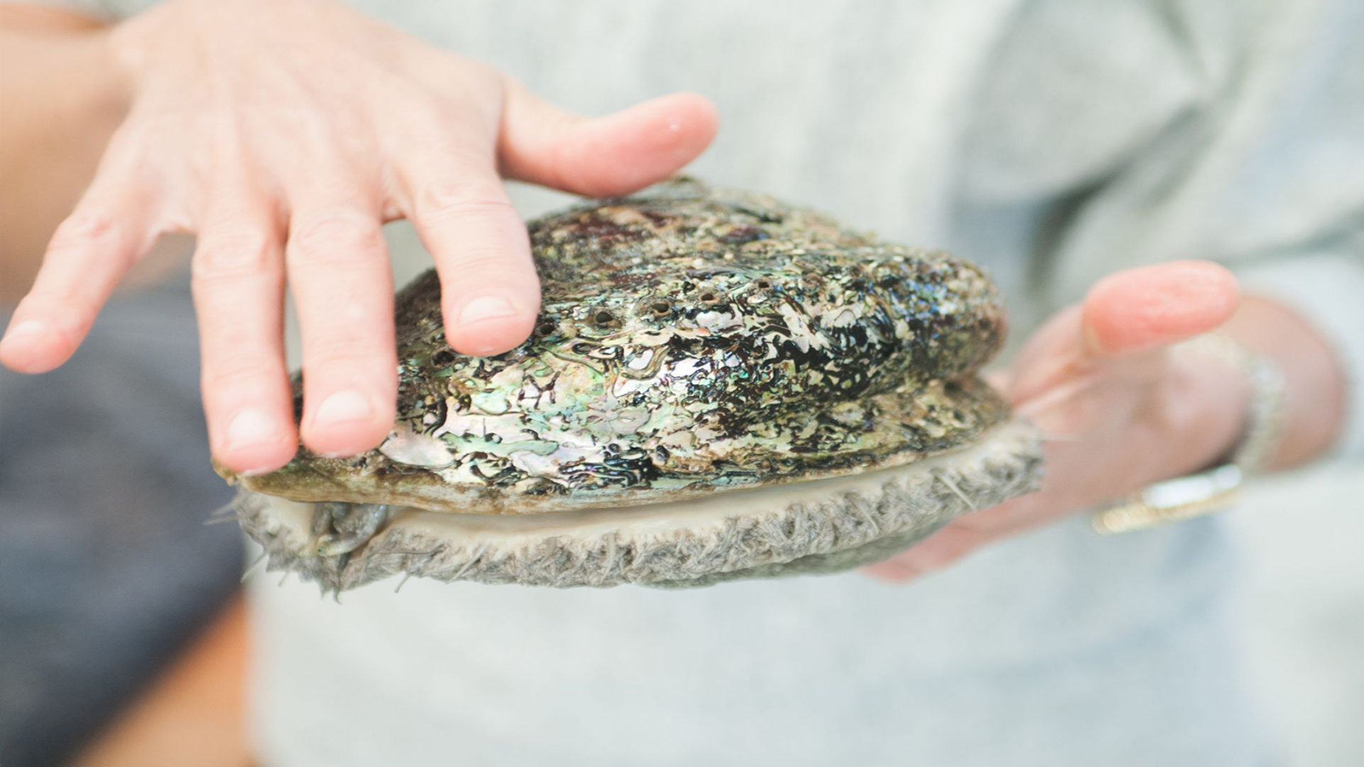 Heart of Abalone | Hermanus Tourism