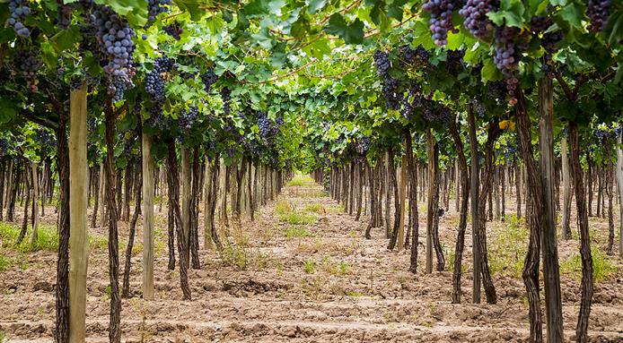 THE WORLD’S 50 BEST VINEYARDS REVEALED | Hermanus Tourism