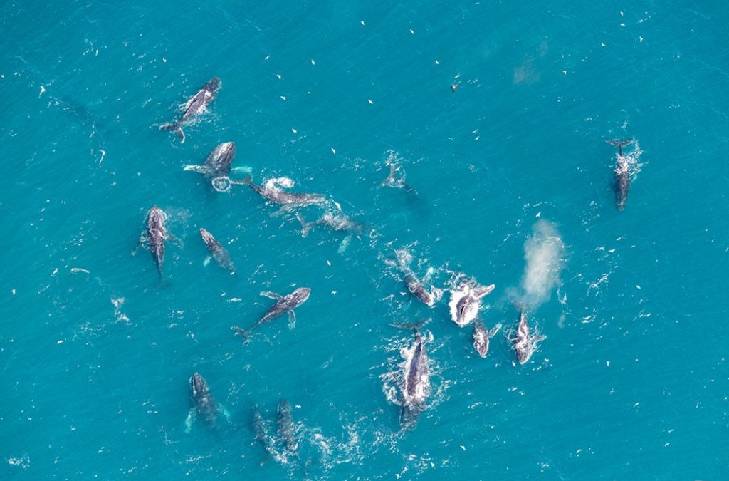 Celebrate the 29th Hermanus Whale Festival, the first post COVID-19 ...