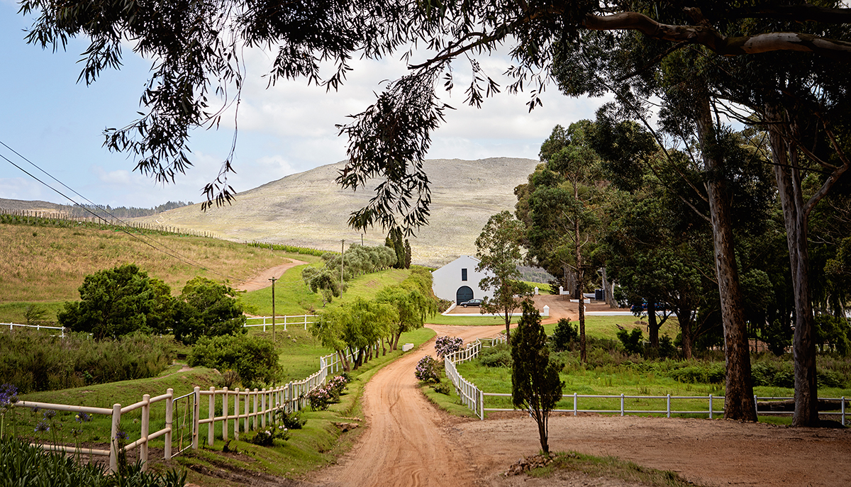 Hamilton Russell Vineyards in the Hemel-en-Aarde Valley | Hermanus Tourism